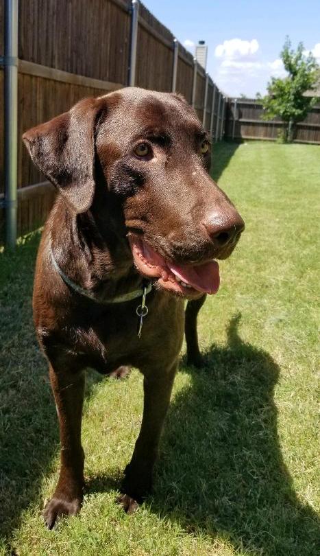Lone Star Labrador Retriever Rescue Available Dogs