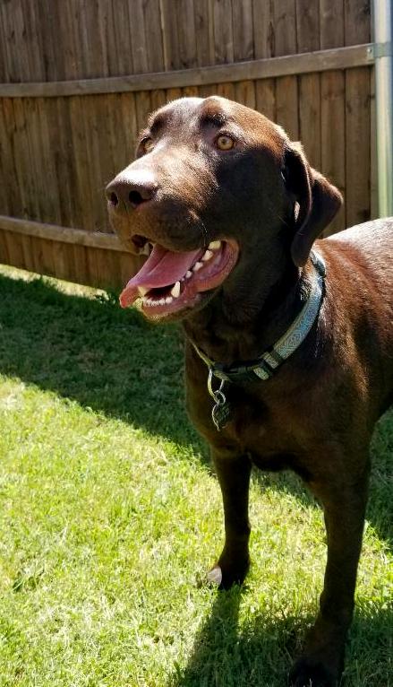 Lone Star Labrador Retriever Rescue Available Dogs