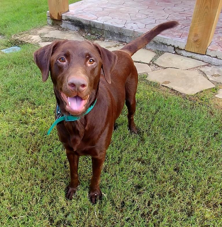 Lone Star Labrador Retriever Rescue Available Dogs