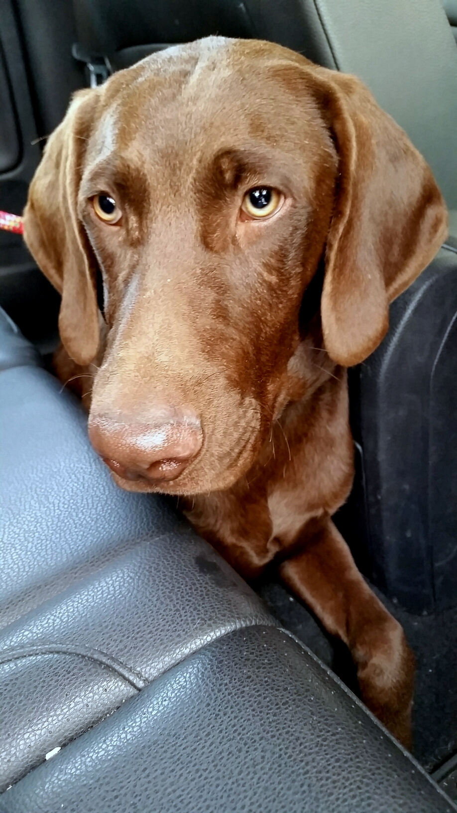 Lone Star Labrador Retriever Rescue