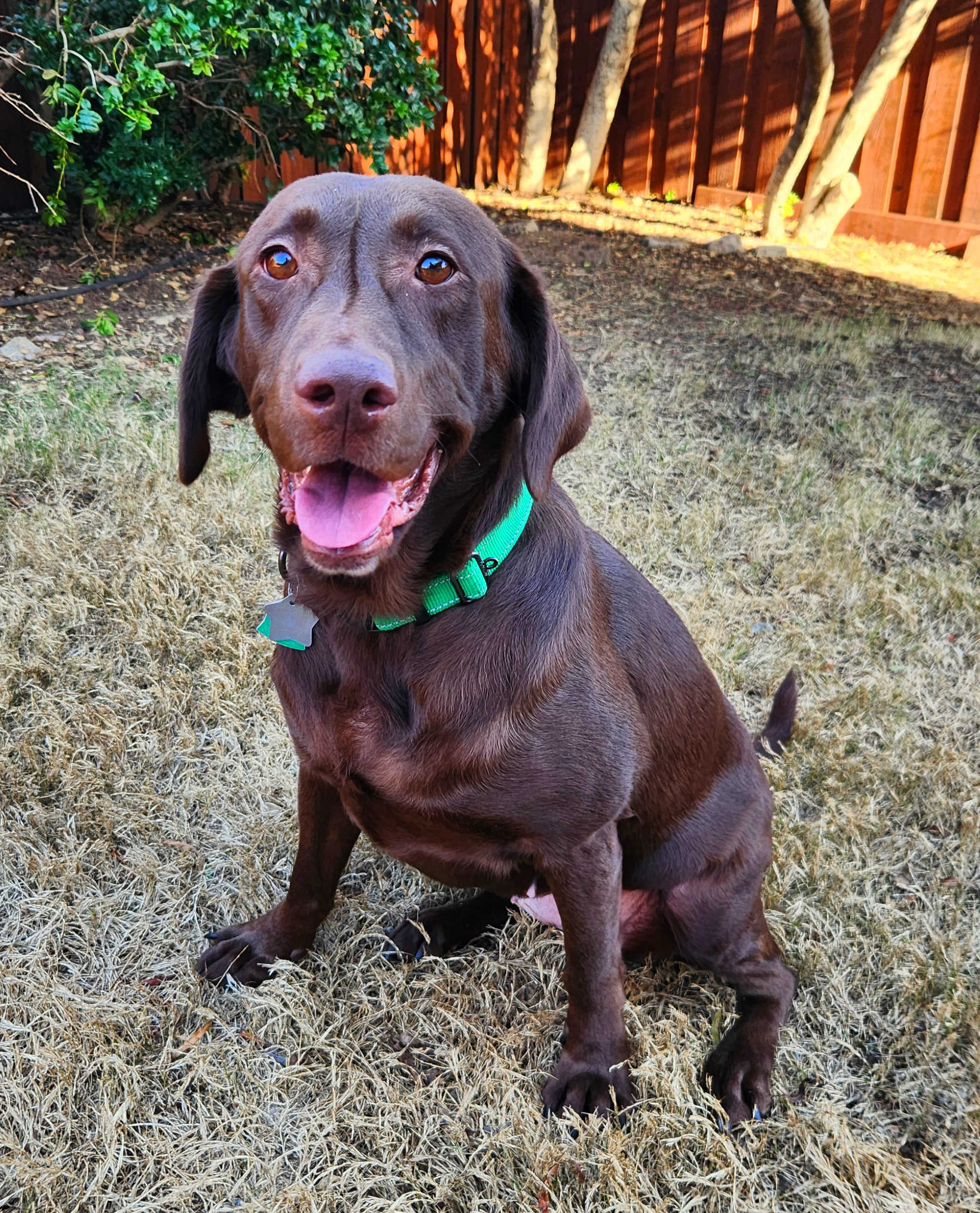 Lone Star Labrador Retriever Rescue Available Dogs