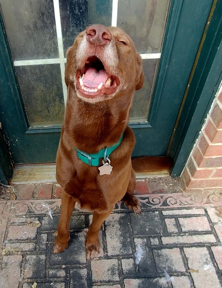 Lone Star Labrador Retriever Rescue Available Dogs