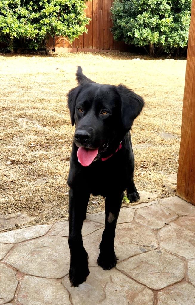 Lone Star Labrador Retriever Rescue Available Dogs