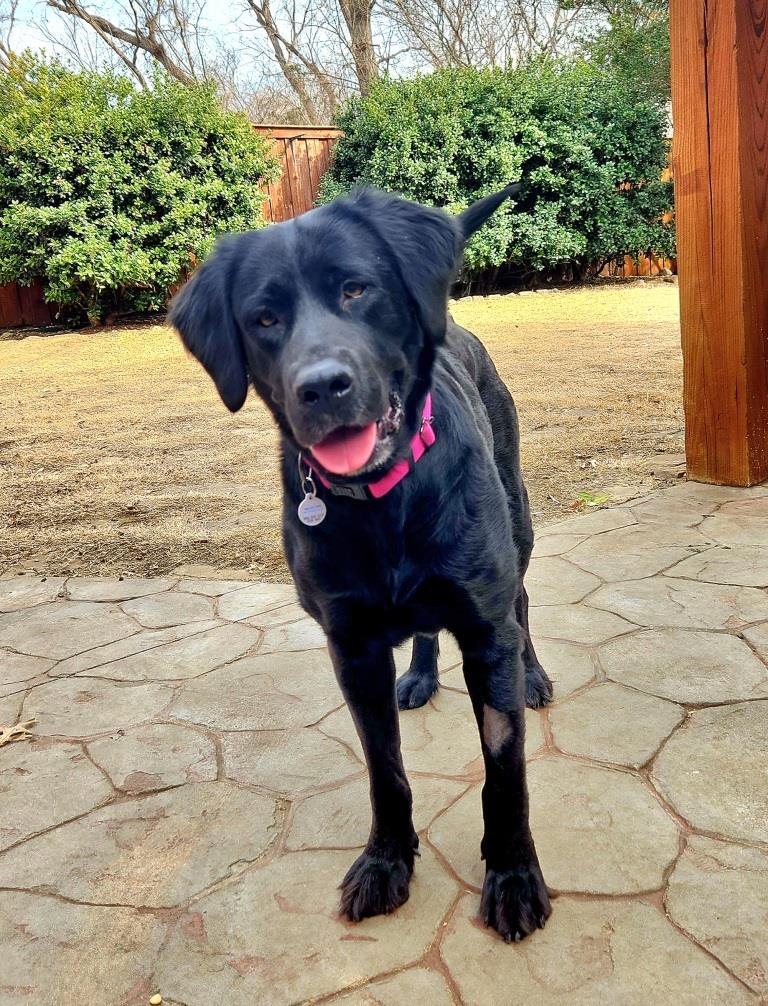 Lone Star Labrador Retriever Rescue Available Dogs