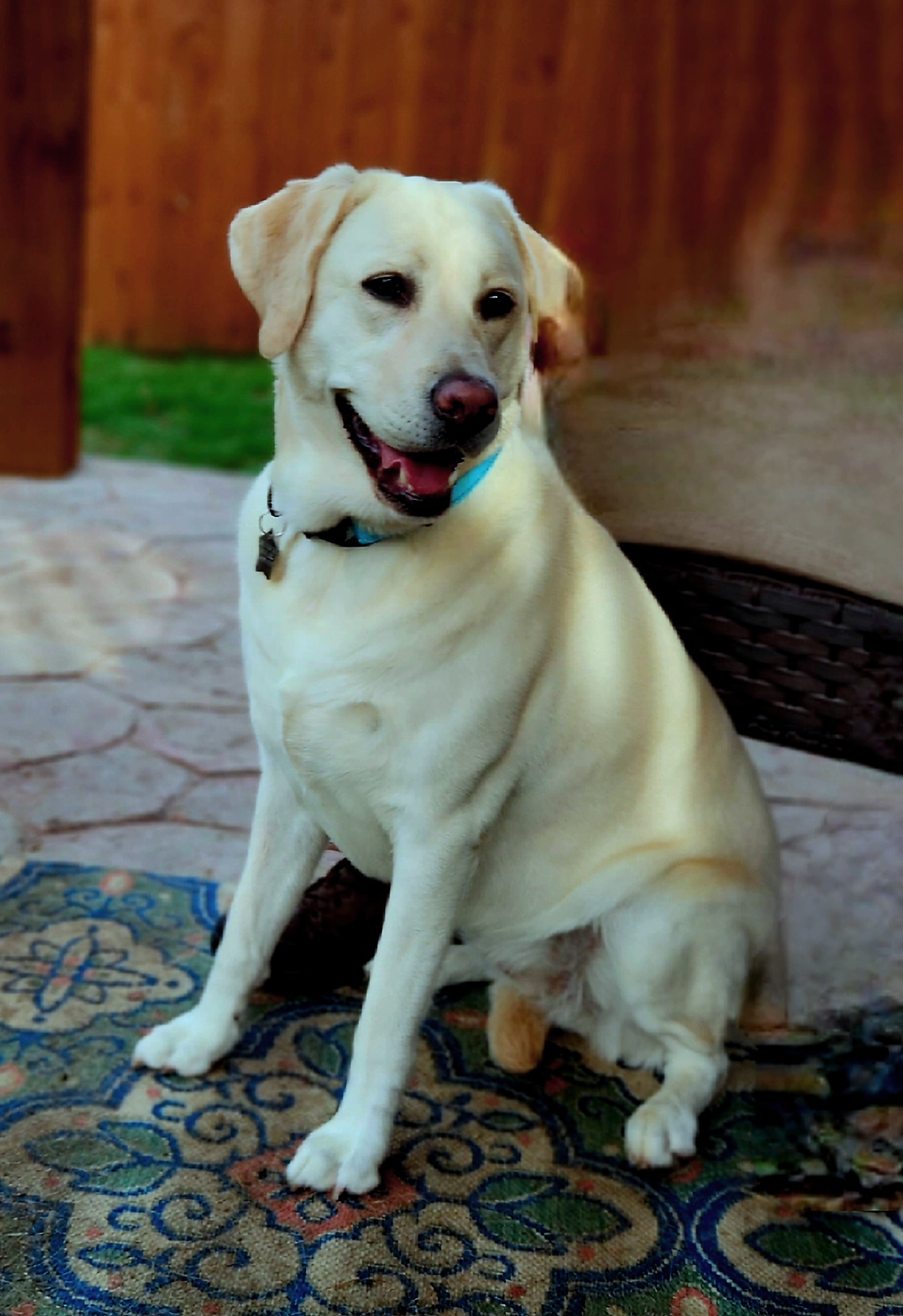 Lone Star Labrador Retriever Rescue Available Dogs