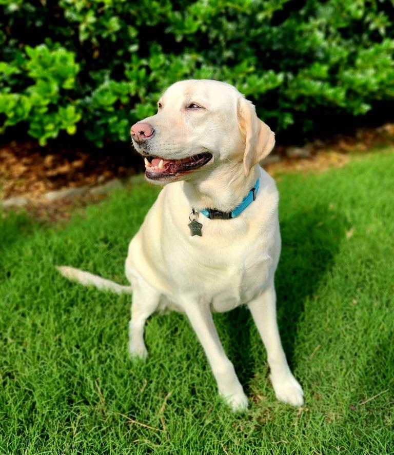 Lone Star Labrador Retriever Rescue Available Dogs