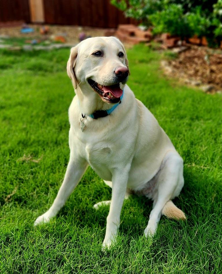 Lone Star Labrador Retriever Rescue Available Dogs