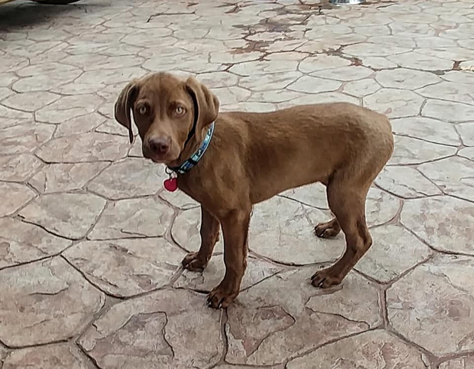 Lone Star Labrador Retriever Rescue Available Dogs