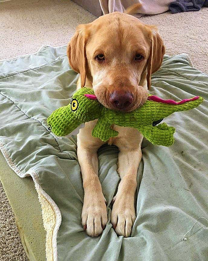 Lone Star Labrador Retriever Rescue Available Dogs