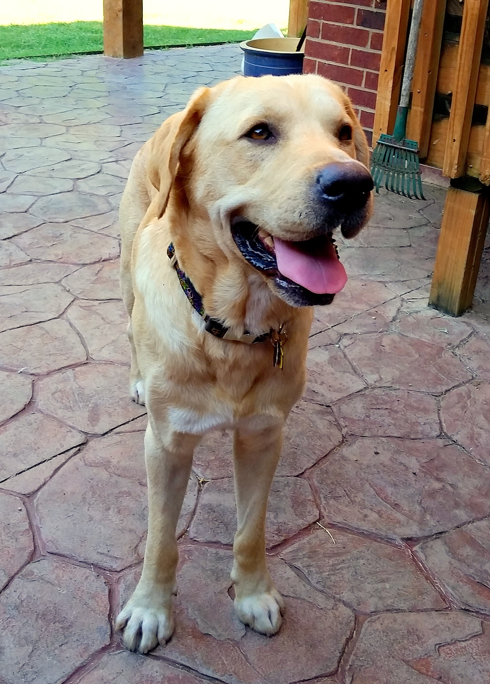 Lone Star Labrador Retriever Rescue Available Dogs