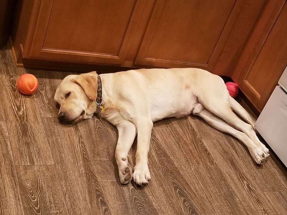 Lone Star Labrador Retriever Rescue