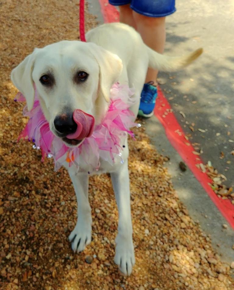 Lone Star Labrador Retriever Rescue Available Dogs