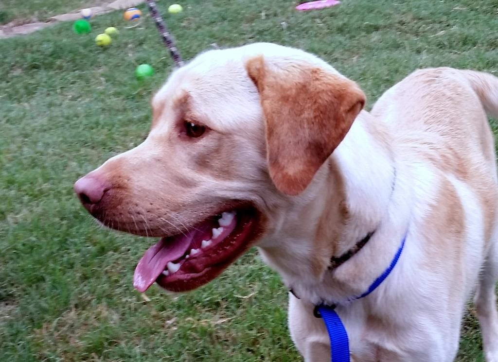 Lone Star Labrador Retriever Rescue
