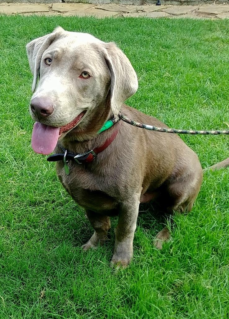 Lone Star Labrador Retriever Rescue Available Dogs