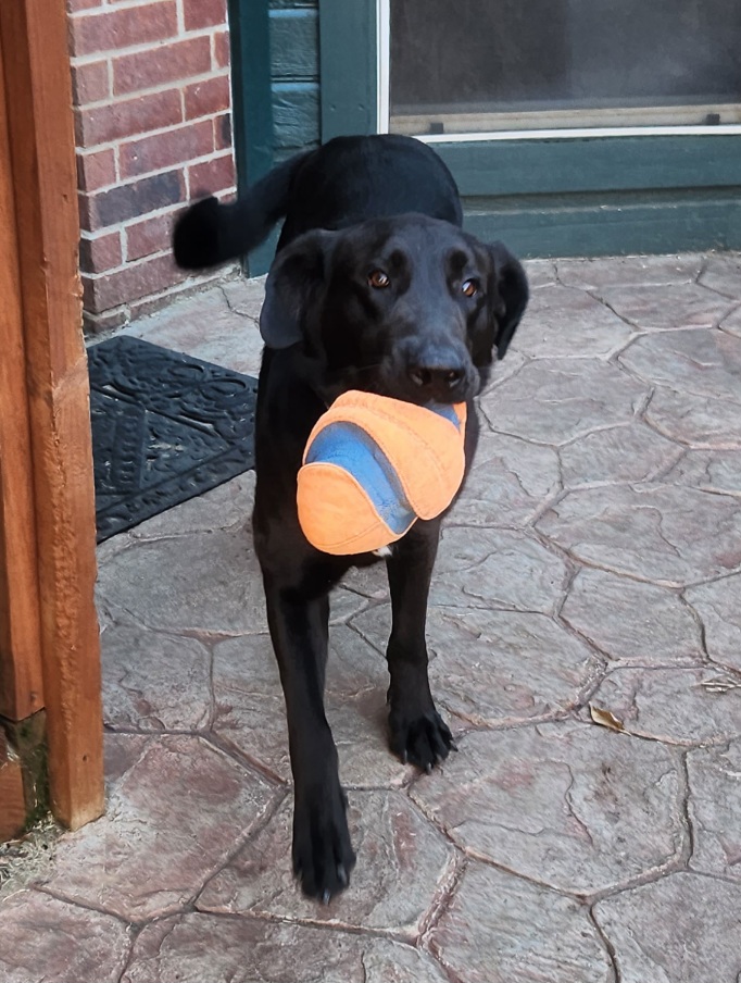 Lone Star Labrador Retriever Rescue Available Dogs