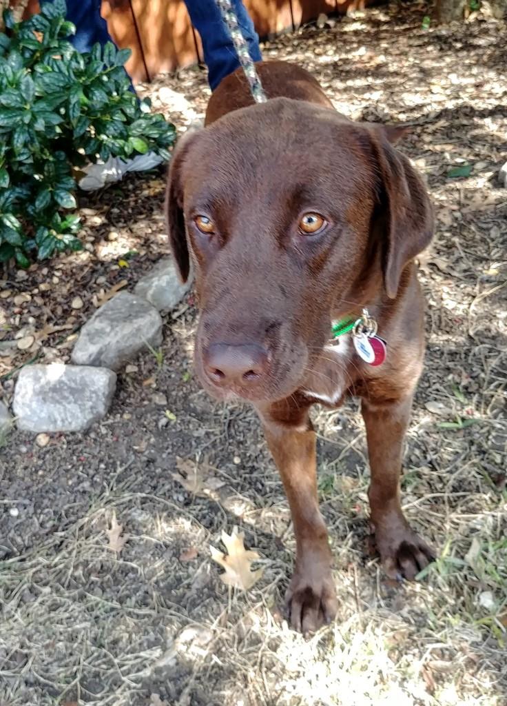 Lone Star Labrador Retriever Rescue Available Dogs