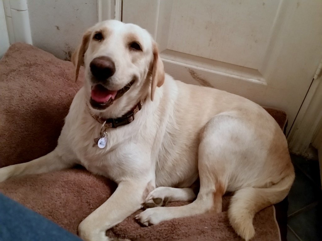 Lone Star Labrador Retriever Rescue