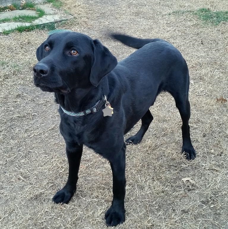 Lone Star Labrador Retriever Rescue